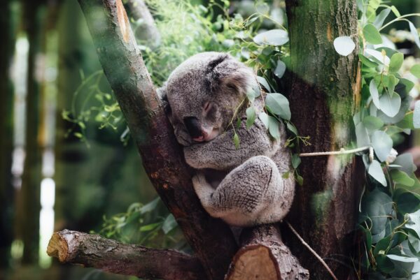 Poem: The Koala – Kelvin Brown